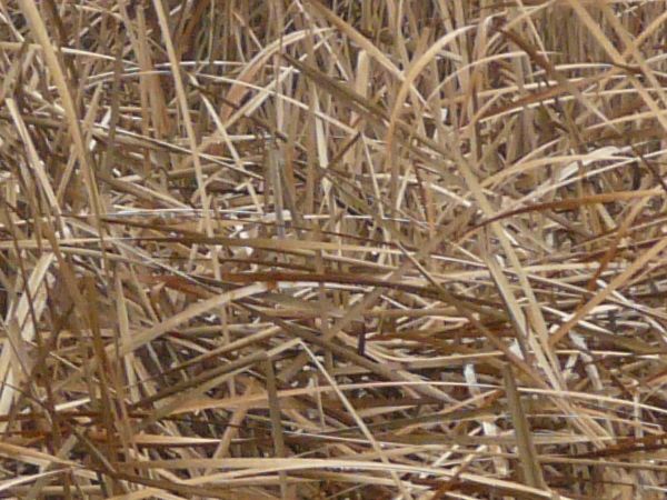 tall grass texture 0002 - Texturelib